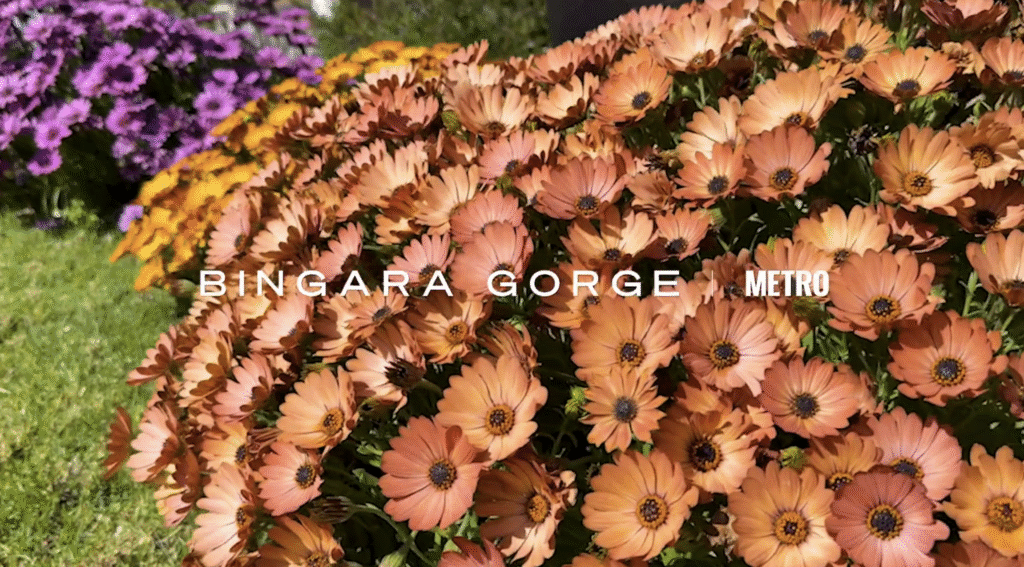 Spring development update - Bingara Gorge | Wilton
